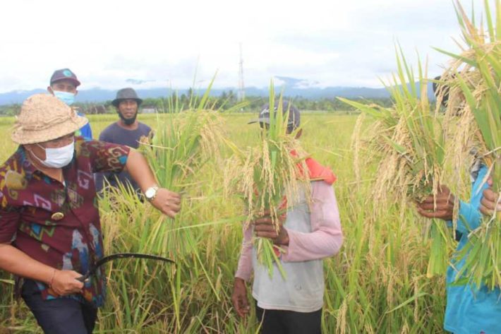 Wujudkan Ekosistem Pertanian Berkelanjutan, Bupati Panen Padi Organik di Denplot BPP Mendoyo ...