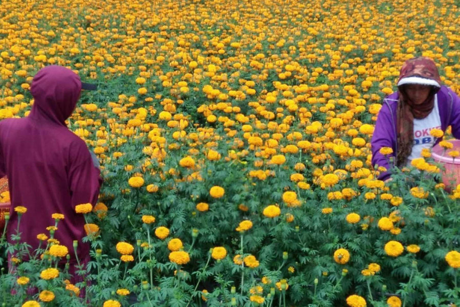 Jelang Galungan, Harga Bunga Pacah dan Gumitir Naik | BALIPOST.com