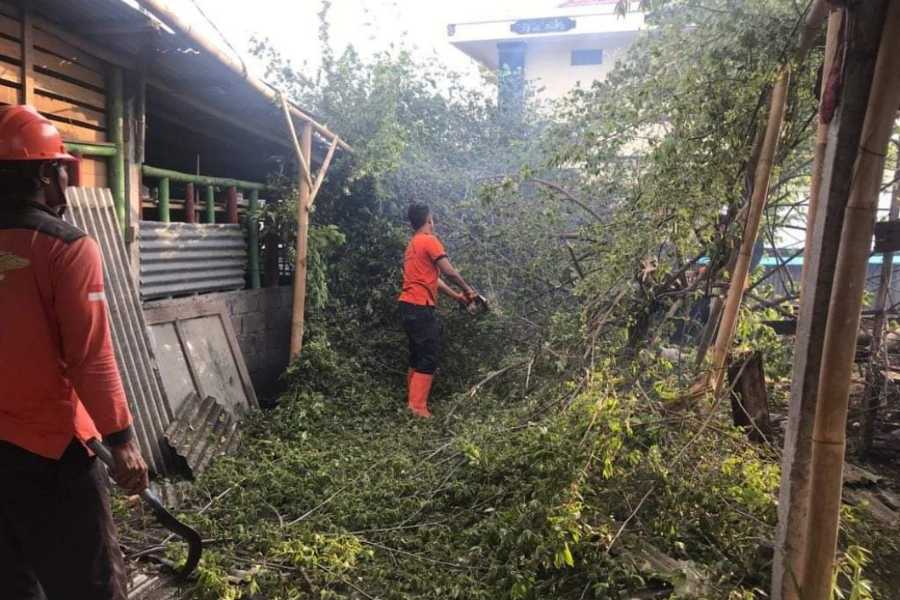 Pohon Timpa Rumah Warga Dan Tutup Akses Jalan 1 | BALIPOST.com Pohon Timpa Rumah Warga Dan Tutup Akses Jalan 1 | BALIPOST.com