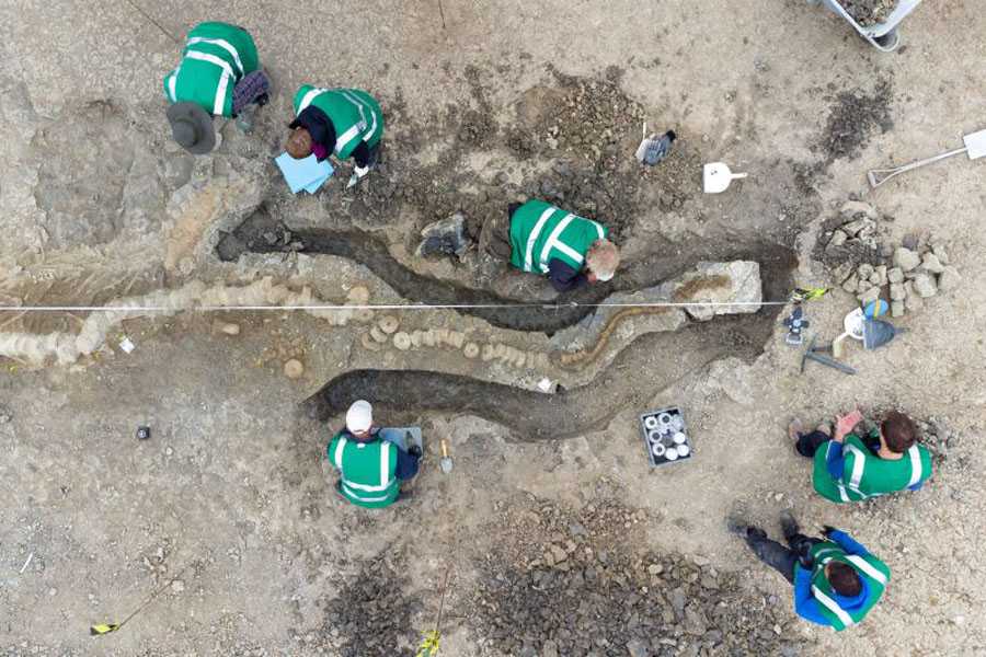 Fosil Naga Laut Usia Ratusan Tahun Ditemukan | BALIPOST.com