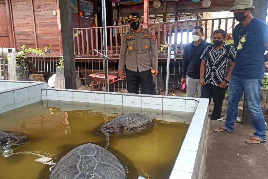 Sembilan Ekor Penyu Selundupan Diamankan | BALIPOST.com