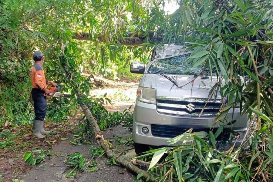 Pohon Tumbang Timpa Mobil APV yang Melintas | BALIPOST.com