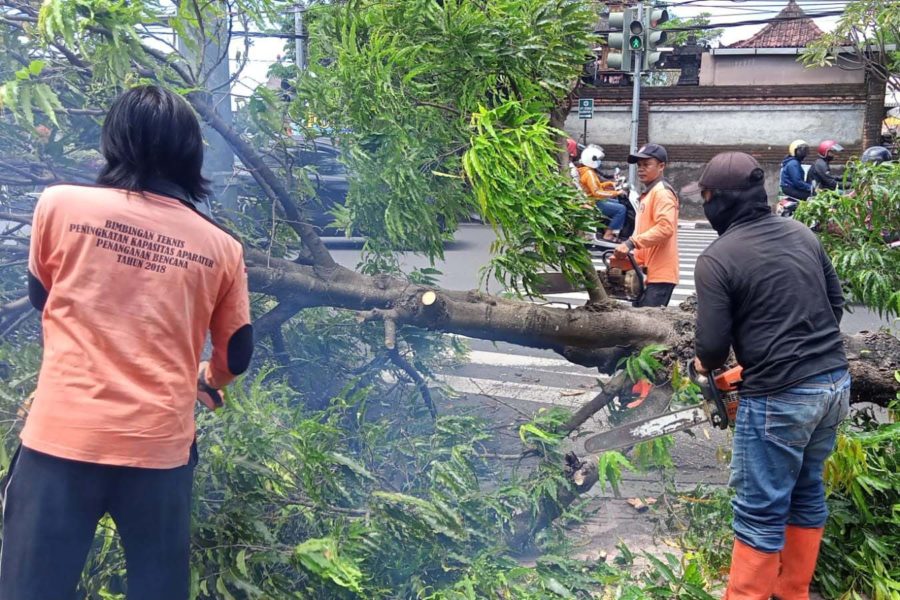 Pohon Perindang Tumbang, Jalan Raya Blahbatuh Tersendat | BALIPOST.com