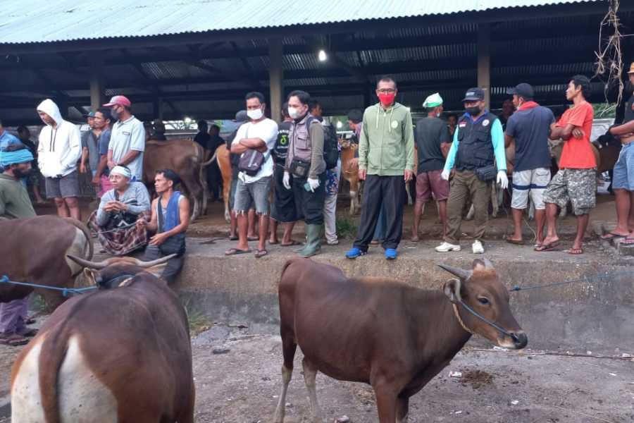 Pastikan Kesehatan Sapi, Pasar Hewan Rubaya Dimonitoring | BALIPOST.com