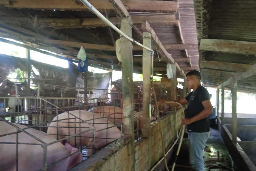 Kandang Babi Yang Ideal Kandang Babi Yang Ideal