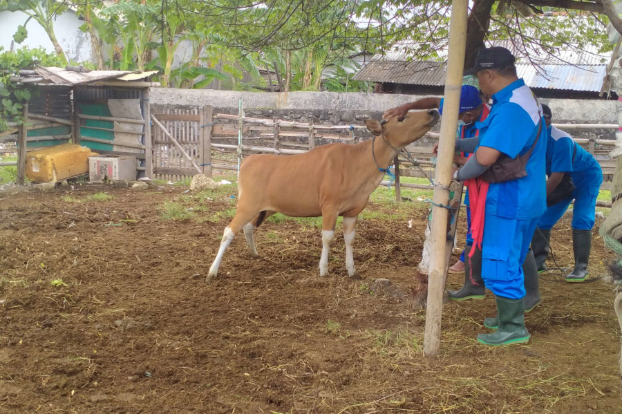 Pemotongan Sapi Terinfeksi PMK Dilakukan Bertahap | BALIPOST.com