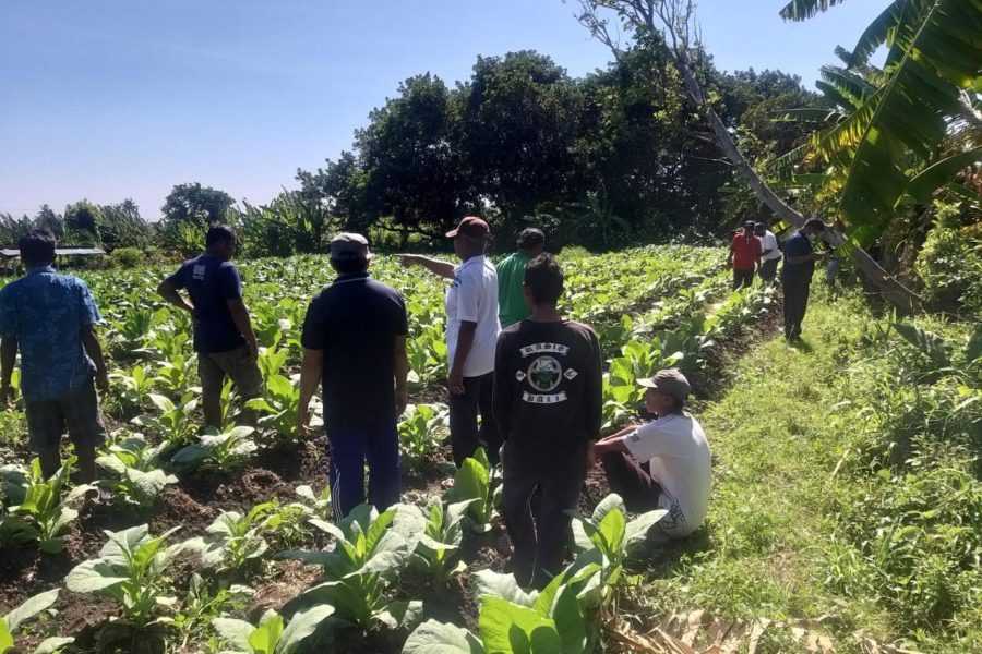 Budidaya Tembakau Di Buleleng Terancam Punah 1 | BALIPOST.com
