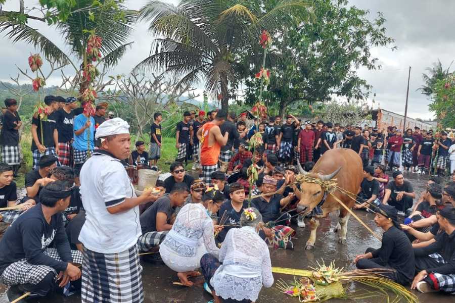 Desa Adat Besang Kawan Tohjiwa Gelar Tradisi "Caru Majaga-jaga ...