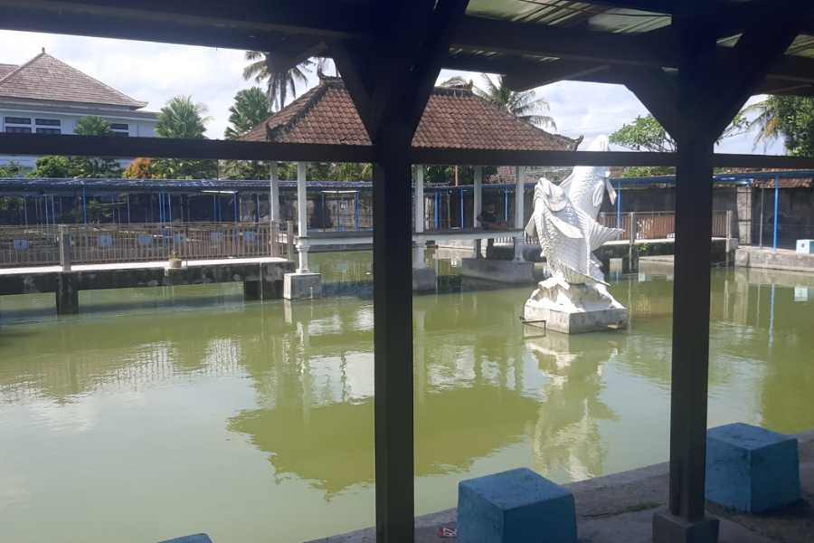 Harga Melambung, Peternak Dilatih Bikin Pakan | BALIPOST.com