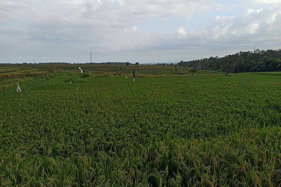 Larangan Berburu Burung Arsip | BALIPOST.com