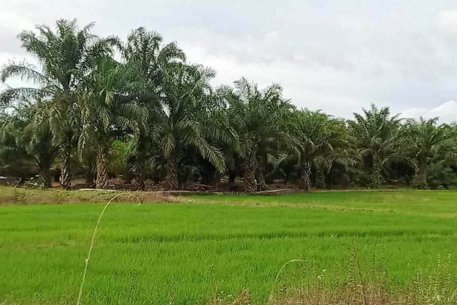 Pemerintah Sisakan 10 Persen Lahan di IKN Untuk Ketahanan Pangan ...
