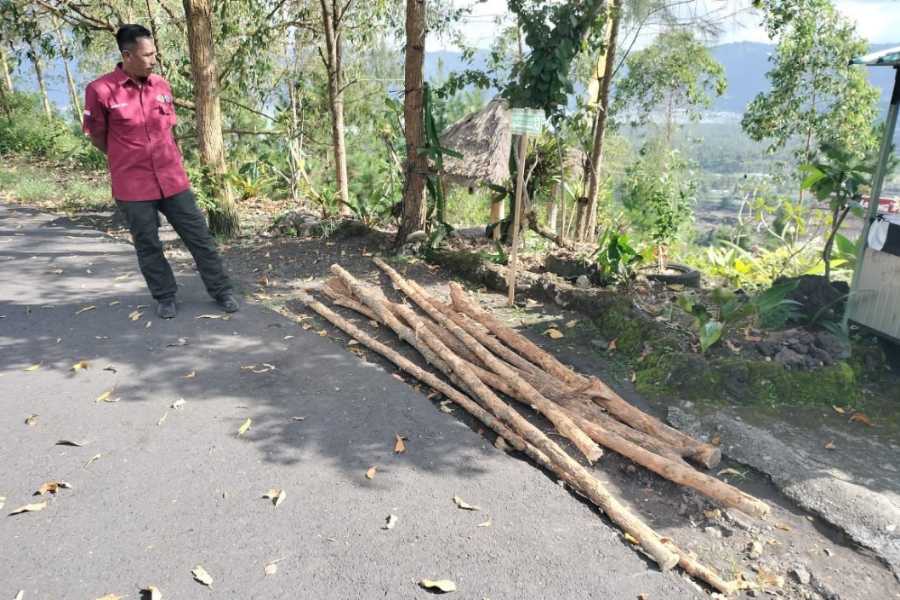 Penebangan Liar Terjadi di Jalur Pendakian Gunung Batur | BALIPOST.com Penebangan Liar Terjadi di Jalur Pendakian Gunung Batur | BALIPOST.com