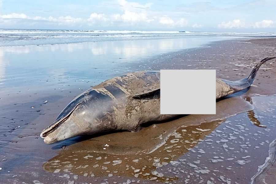Bangkai Lumba Lumba Hidung Botol Terdampar Di Pantai Tembles, Ada Luka ...