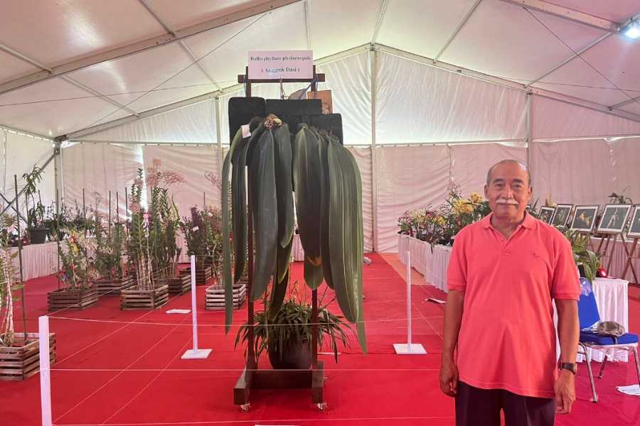 Dari Bibit Rp300 Ribu, Anggrek Dasi Milik Lulus Dibanderol hingga ...