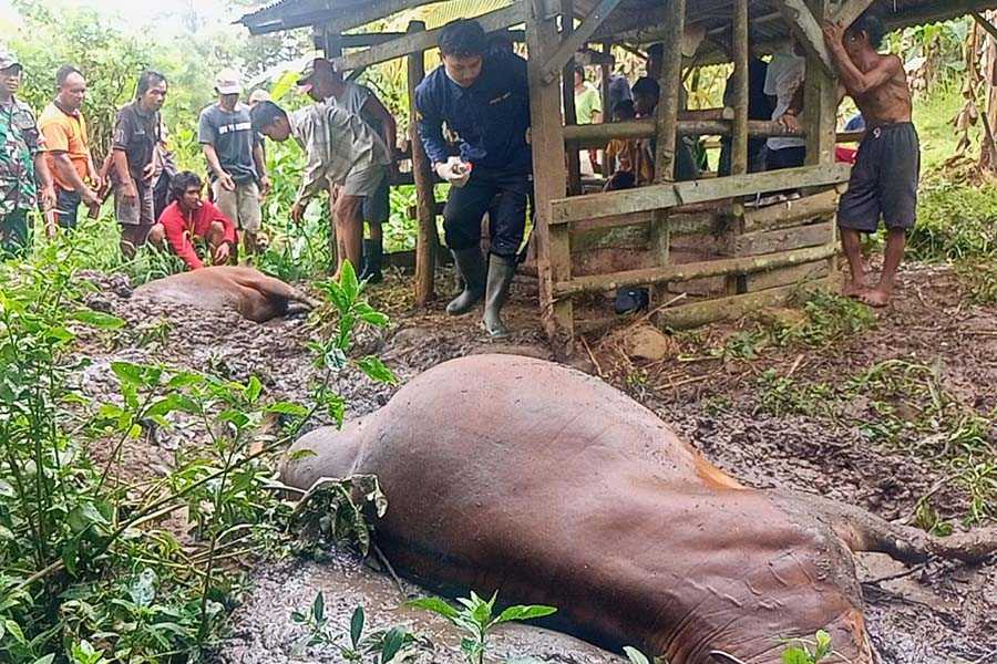 Penyebab Sapi Mati di Sawe Terungkap | BALIPOST.com