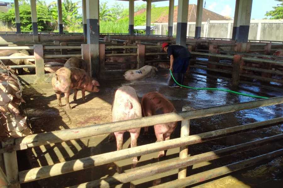 Jelang Galungan, Pemotongan Babi di RPH Mulai Meningkat | BALIPOST.com