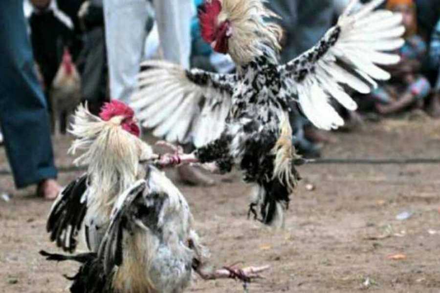 Tabuh Rah, Ritual Hindu Bali yang Timbulkan Pro Kontra | BALIPOST.com