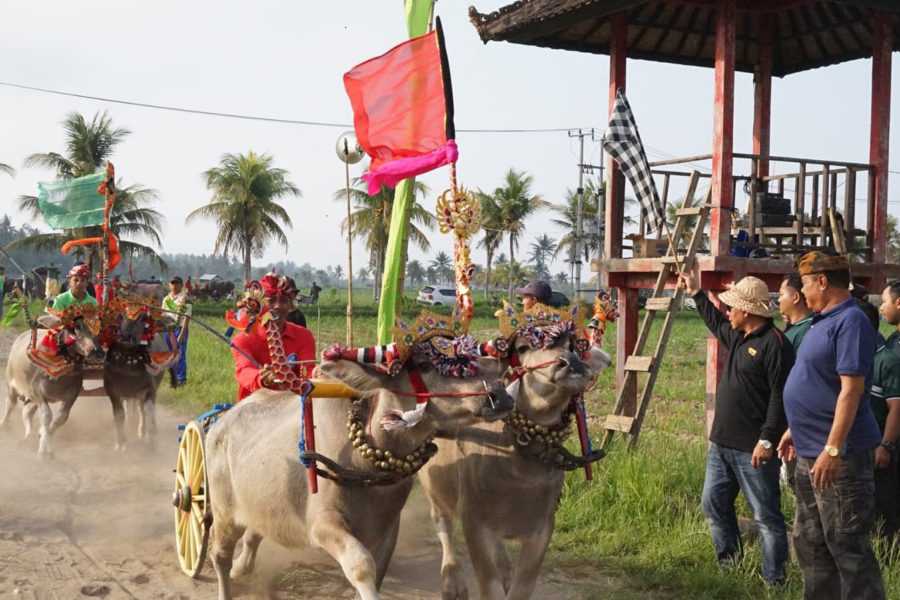 Bupati Tamba Buka Lomba Mekepung, Bentuk Promosi dan Pelestarian Budaya ... Bupati Tamba Buka Lomba Mekepung, Bentuk Promosi dan Pelestarian Budaya ...
