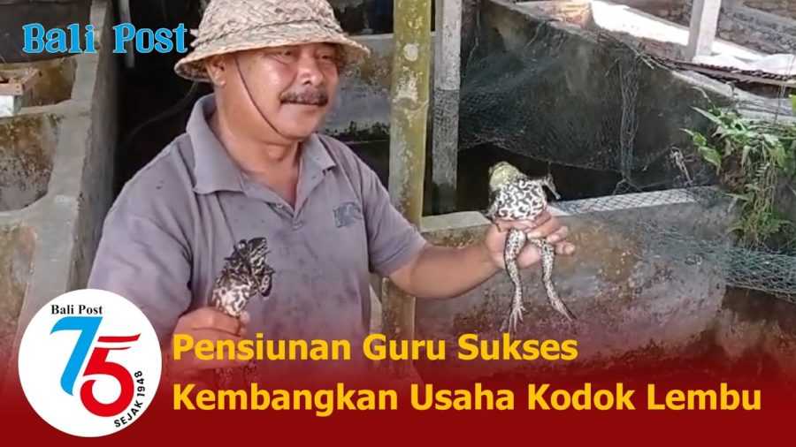 Pensiunan Guru Sukses Budidaya Kodok Lembu | BALIPOST.com