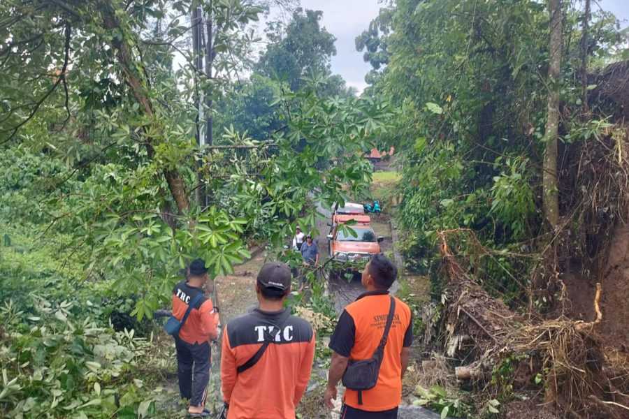 Tanah Longsor dan Pohon Pule Tumbang Tutup Akses Jalan | BALIPOST.com