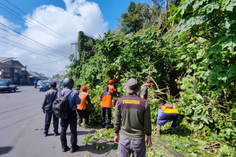 Antisipasi Cuaca Ekstrem, Pohon Sepanjang Jalur Kintamani-Singaraja Dipangkas | BALIPOST.com