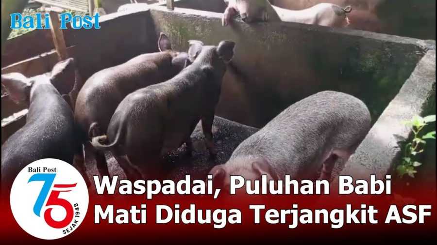 Waspadai, Puluhan Babi Mati Diduga Terjangkit Virus ASF | BALIPOST.com