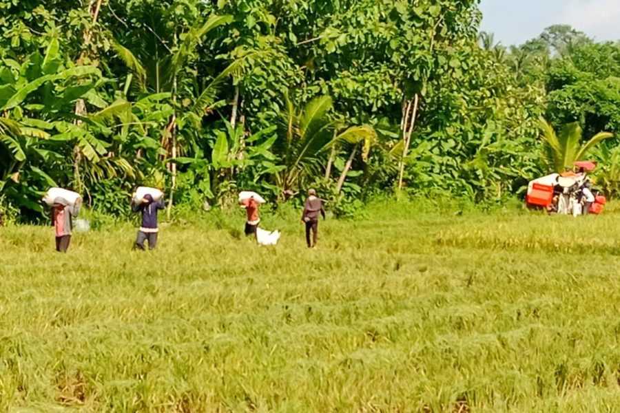 Musim Panen Mulai, Harga Gabah Turun | BALIPOST.com
