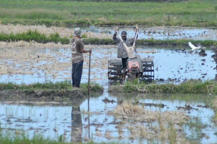 Subak Padang Galak Pertahankan Eksistensi Lahan Pertanian di Perkotaan | BALIPOST.com