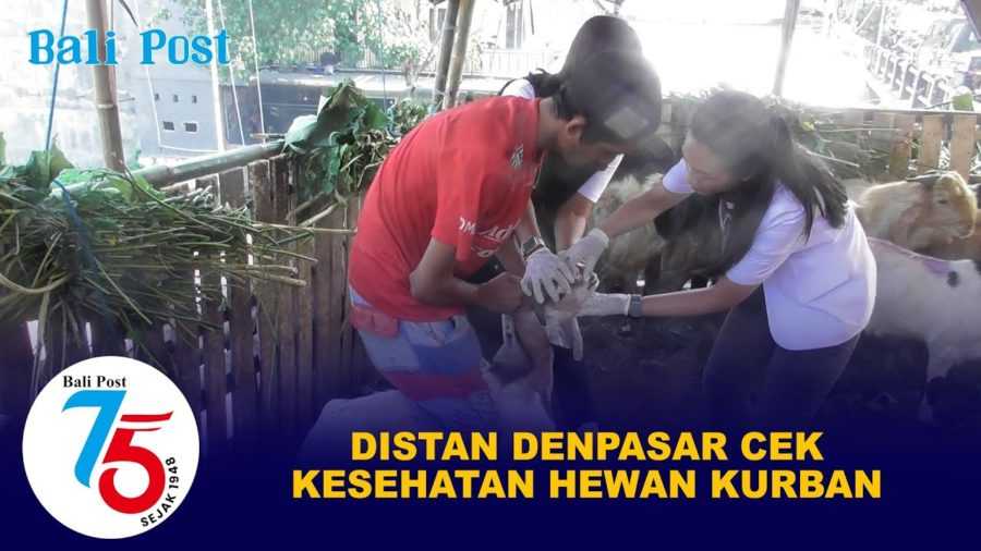 Distan Denpasar Cek Kesehatan Hewan Kurban | BALIPOST.com Distan Denpasar Cek Kesehatan Hewan Kurban | BALIPOST.com