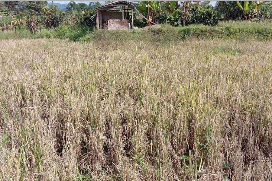 Hama Mengganas, Puluhan Hektare Lahan di Tabanan Terancam Gagal Panen | BALIPOST.com