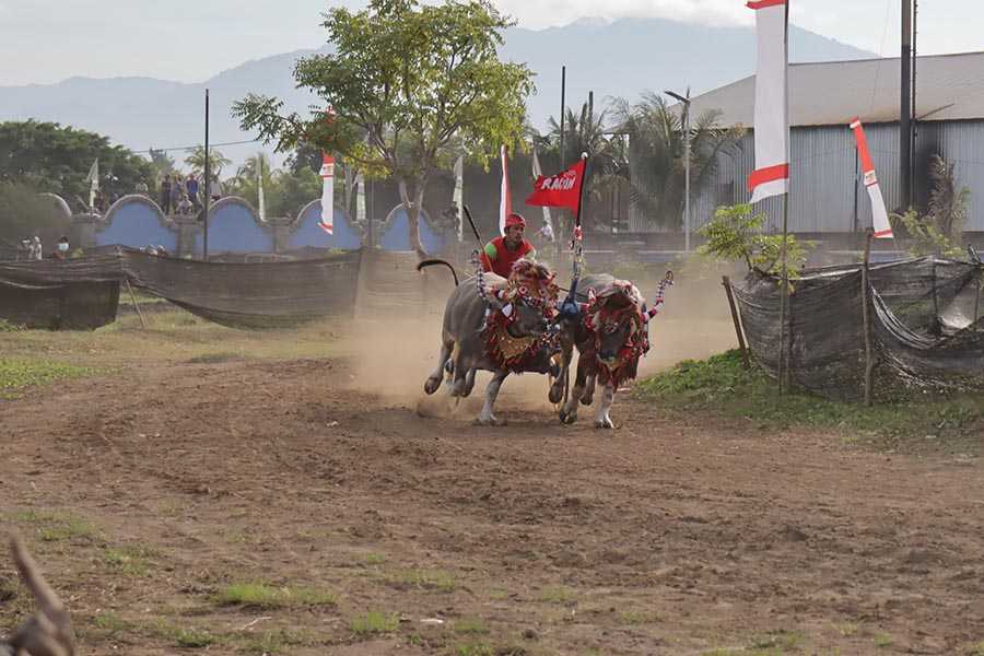 Ratusan Kerbau Beradu Cepat di Makepung Cup | BALIPOST.com
