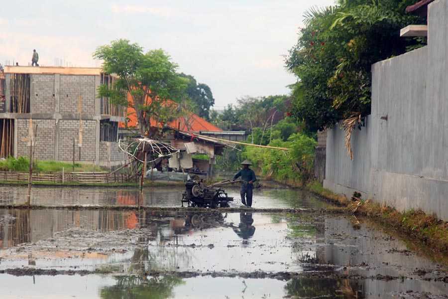 Luas Sawah di Bali Berkurang 6.521,81 Ha dalam 6 Tahun, Ini Wilayah ...