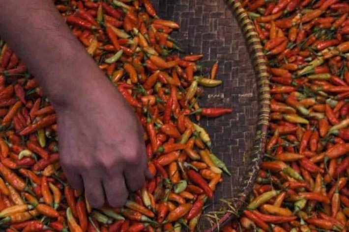 Harga Cabai Rawit dan Tomat di Pasaran Meroket | BALIPOST.com