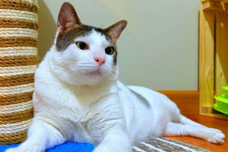 Bobby Kertanegara, Dari Kucing yang Suka Berkeliaran di Rumah Prabowo ...