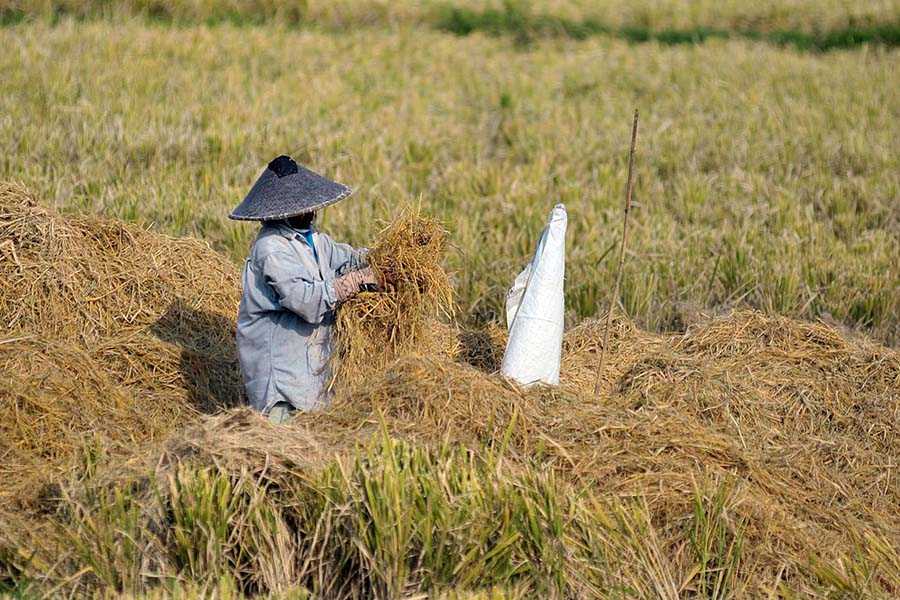 Produksi Gabah di Bali Capai Ratusan Ribu Ton Per Tahun, Bulog Serap ...