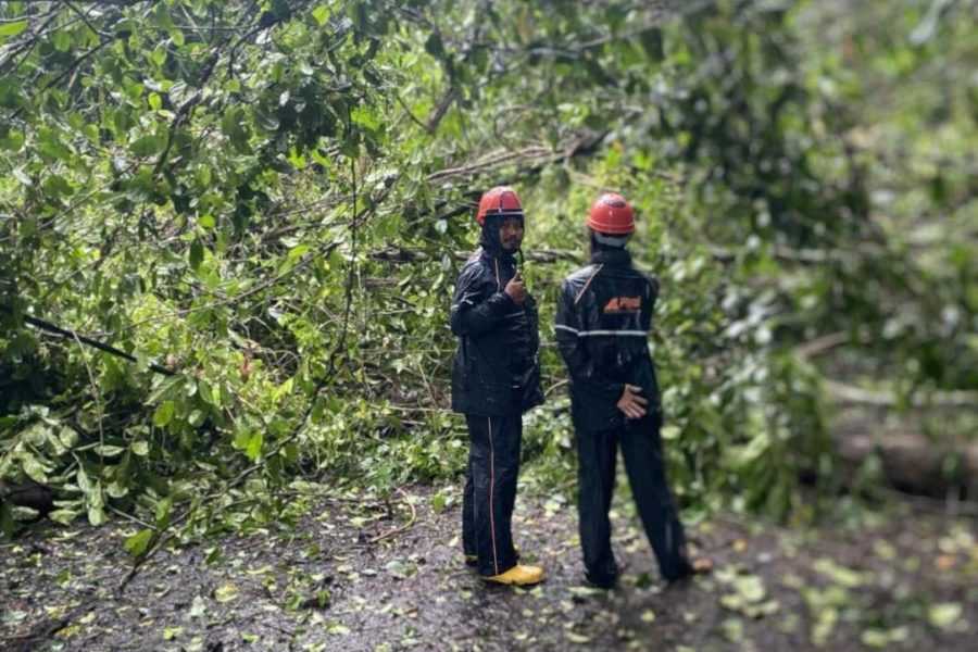 Hujan Picu Pohon Tumbang di Sejumlah Titik di Bangli | BALIPOST.com