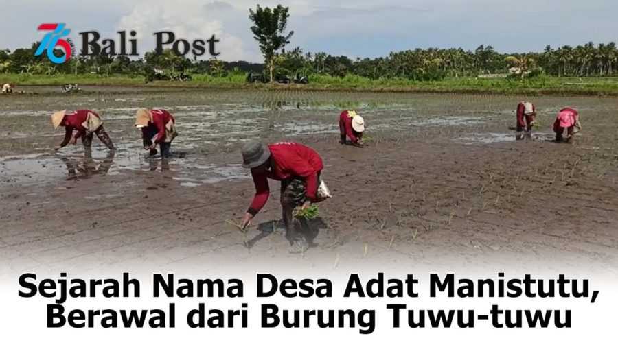 Sejarah Nama Desa Adat Manistutu, Berawal dari Burung Tuwu-tuwu ...