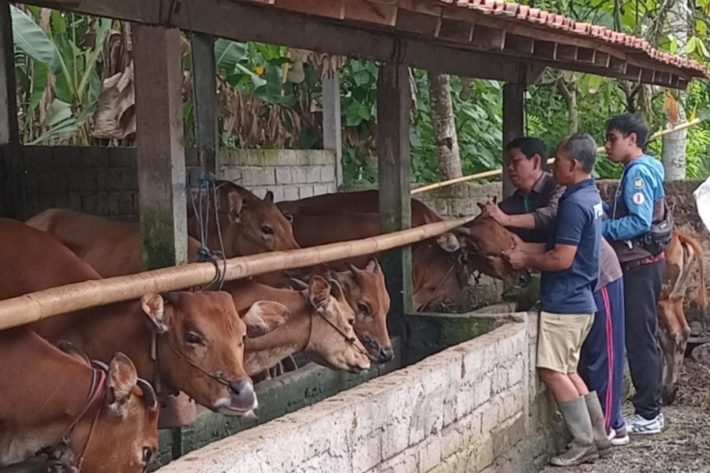 Antisipasi PMK, Lalu Lintas Ternak Wajib Vaksinasi | BALIPOST.com