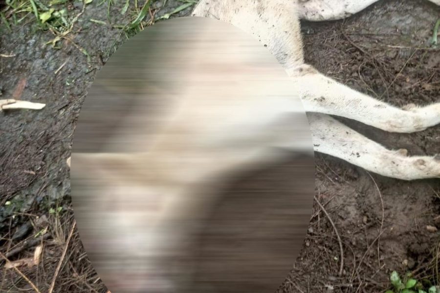 Anjing Diduga Rabies Gigit Enam Warga Di Bantang 1 | BALIPOST.com Anjing Diduga Rabies Gigit Enam Warga Di Bantang 1 | BALIPOST.com