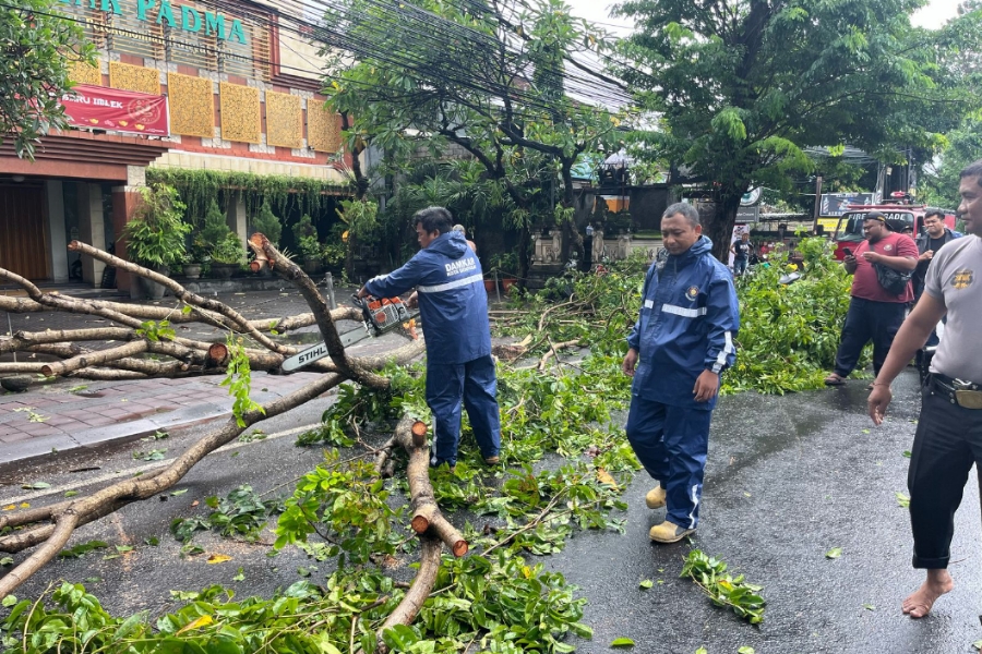 Belasan Pohon Tumbang Dan Sejumlah Atap Rumah Rusak Di Denpasar 1 ... Belasan Pohon Tumbang Dan Sejumlah Atap Rumah Rusak Di Denpasar 1 ...