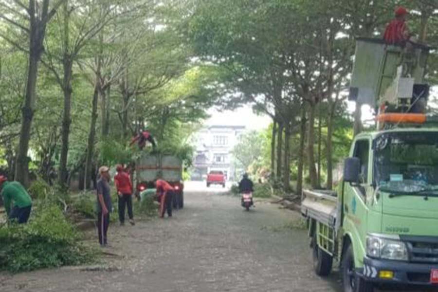 DLHK Intensifkan Pemangkasan Pohon Perindang | BALIPOST.com
