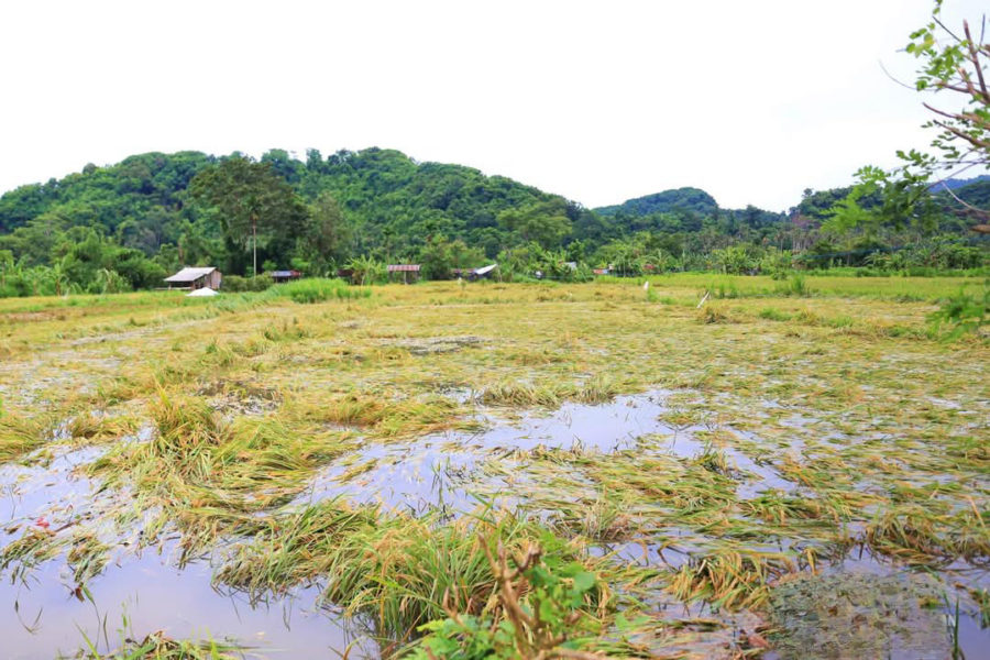 Terendam Banjir, Puluhan Hektar Sawah di Pikat Gagal Panen | BALIPOST.com