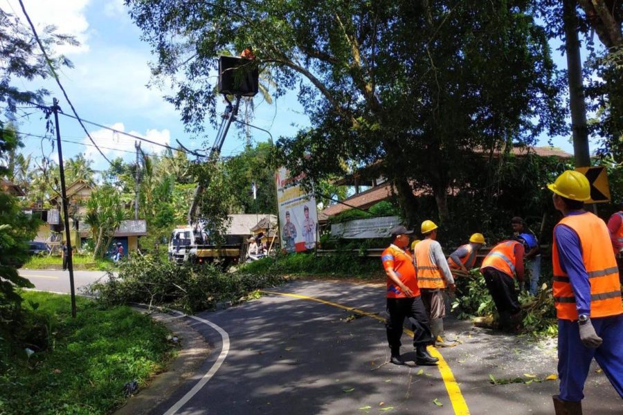 Bahayakan Pemedek, Petugas Lakukan Perompesan Pohon di Jalur Besakih | BALIPOST.com