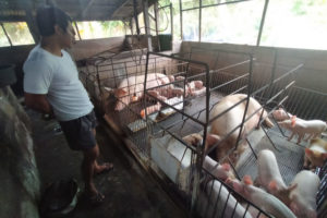 Harga Babi Hidup per Kilogram Anjlok, GUPBI Ungkap Dua Alasannya ...