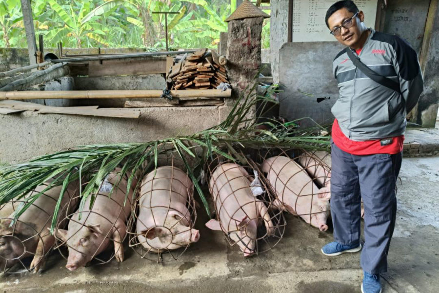 Disperpa Badung Pantau Daging Babi Layak Potong Jelang Galungan ...