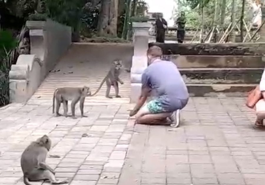 Pengelola Taman Satwa Mesti Cegah Penyebaran Rabies di Monyet dan Satwa ...