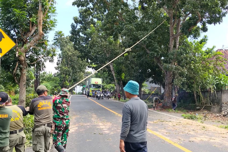 Cuaca Ekstrem, Pohon Perindang Jalan Dipangkas | BALIPOST.com