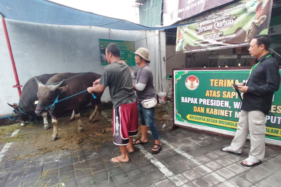 Dua Ekor Sapi Kurban dari Presiden di Musholla Thoriqussalam Dipotong ...