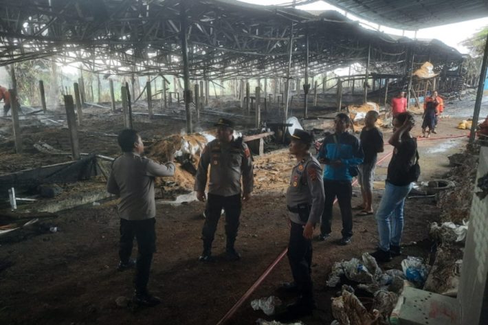 Kandang Terbakar, Puluhan Ribu Bibit Ayam Mati | BALIPOST.com