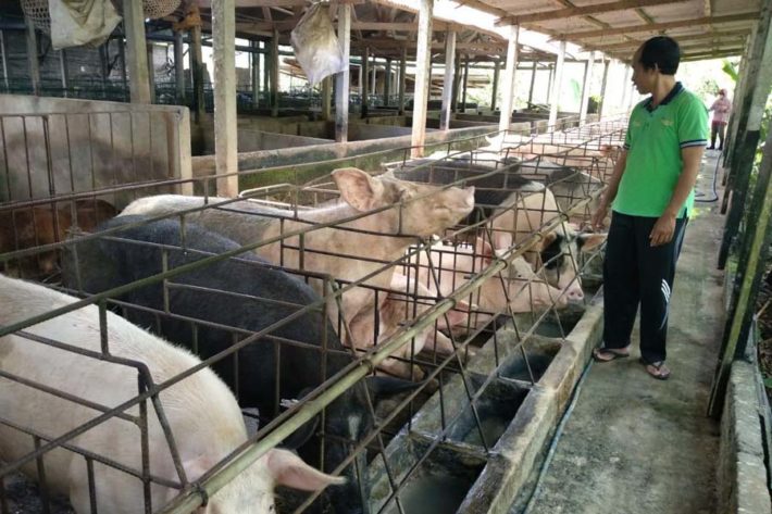 Harga Babi Jatuh, Masyarakat Diajak Mepatung untuk Bantu Peternak ...